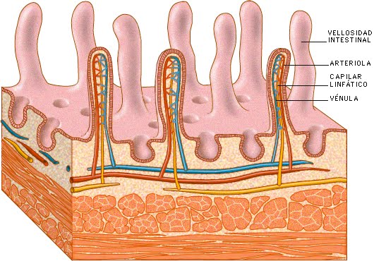 Aparato Digestivo y Aparato Respiratorio: Mecanismos y niveles de Absorción
